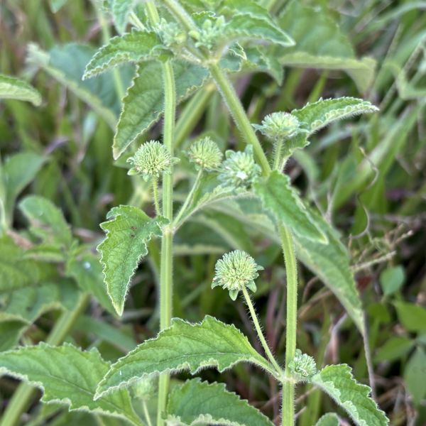 Hyptis capitata | False ironwort - Indian weeds | Wild plants