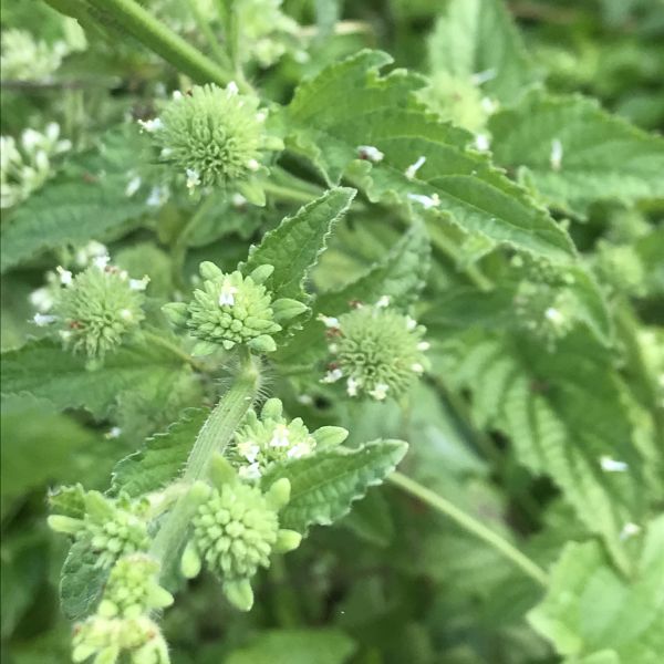 Hyptis capitata | False ironwort - Indian weeds | Wild plants