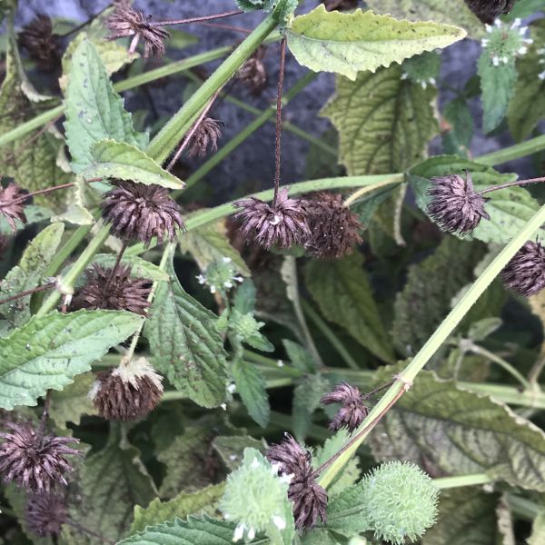 Hyptis capitata | False ironwort - Indian weeds | Wild plants