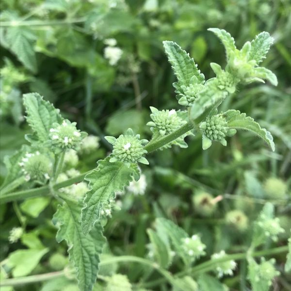 Hyptis capitata | False ironwort - Indian weeds | Wild plants