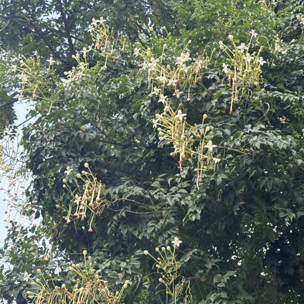 Millingtonia Hortensis | Tree jasmine | Indian Cork Tree