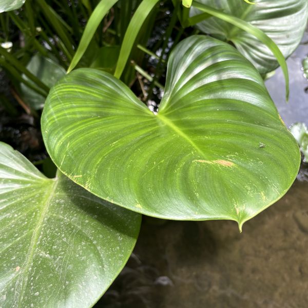 Calla palustris | Water arum - Water plants | Garden plants