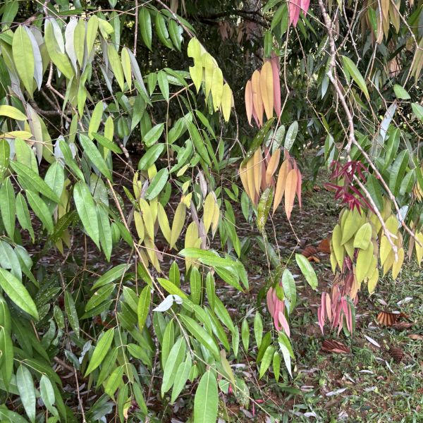 Mesua ferrea | Ironwood tree - Indian trees | Garden trees