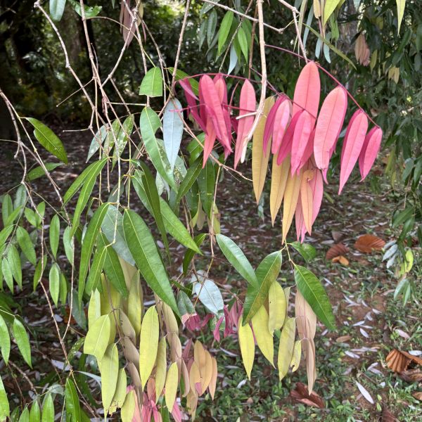 Mesua ferrea | Ironwood tree - Indian trees | Garden trees