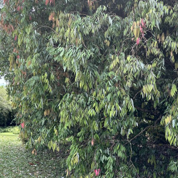 Mesua ferrea | Ironwood tree - Indian trees | Garden trees