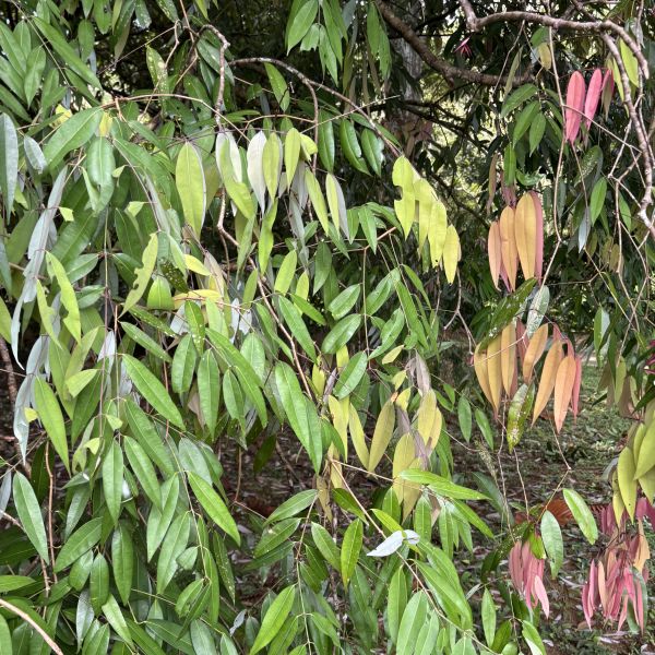 Mesua ferrea | Ironwood tree - Indian trees | Garden trees