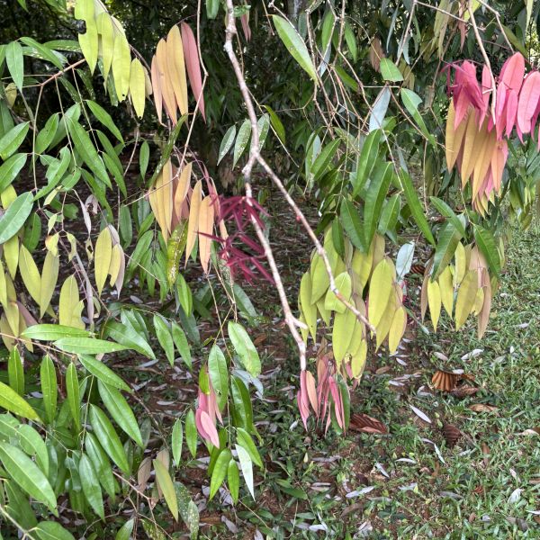 Mesua ferrea | Ironwood tree - Indian trees | Garden trees