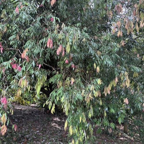 Mesua ferrea | Ironwood tree - Indian trees | Garden trees