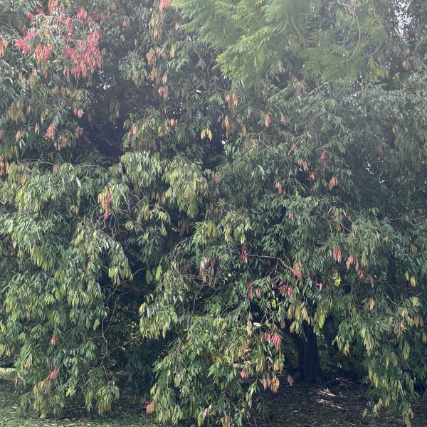 Mesua ferrea | Ironwood tree - Indian trees | Garden trees