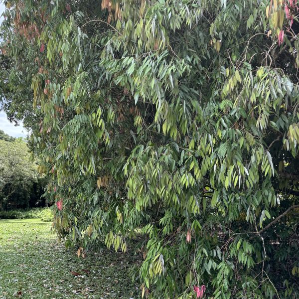 Mesua ferrea | Ironwood tree - Indian trees | Garden trees