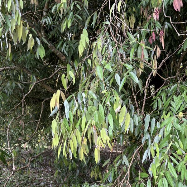 Mesua ferrea | Ironwood tree - Indian trees | Garden trees