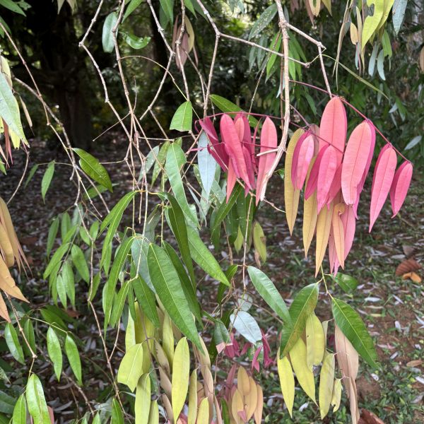 Mesua ferrea | Ironwood tree - Indian trees | Garden trees