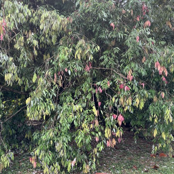 Mesua ferrea | Ironwood tree - Indian trees | Garden trees