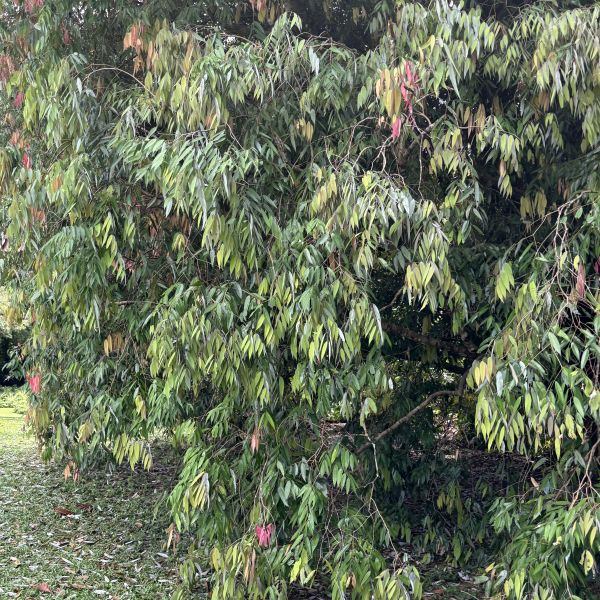 Mesua ferrea | Ironwood tree - Indian trees | Garden trees