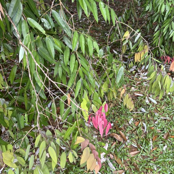Mesua ferrea | Ironwood tree - Indian trees | Garden trees