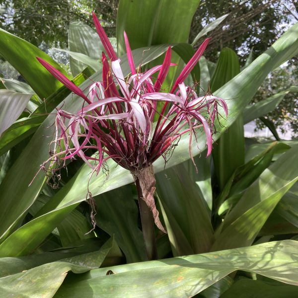 Crinum asiaticum | Poison lily | Poison bulb - Garden plants