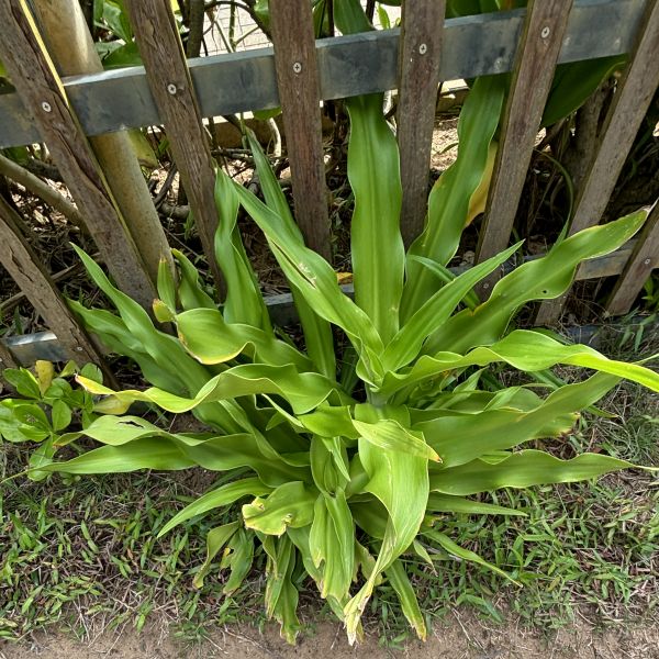 Crinum asiaticum | Poison lily | Poison bulb - Garden plants