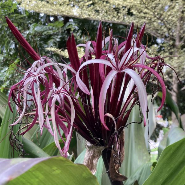 Crinum asiaticum | Poison lily | Poison bulb - Garden plants