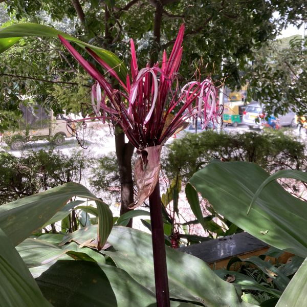 Crinum asiaticum | Poison lily | Poison bulb - Garden plants