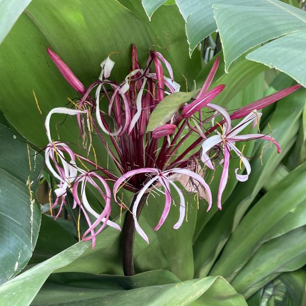 Crinum asiaticum | Poison lily | Poison bulb - Garden plants