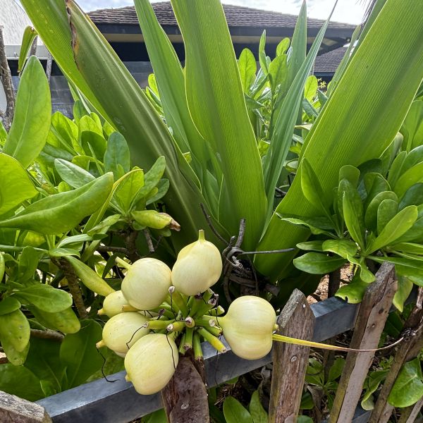 Crinum asiaticum | Poison lily | Poison bulb - Garden plants
