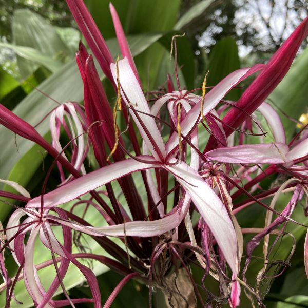 Crinum asiaticum | Poison lily | Poison bulb - Garden plants