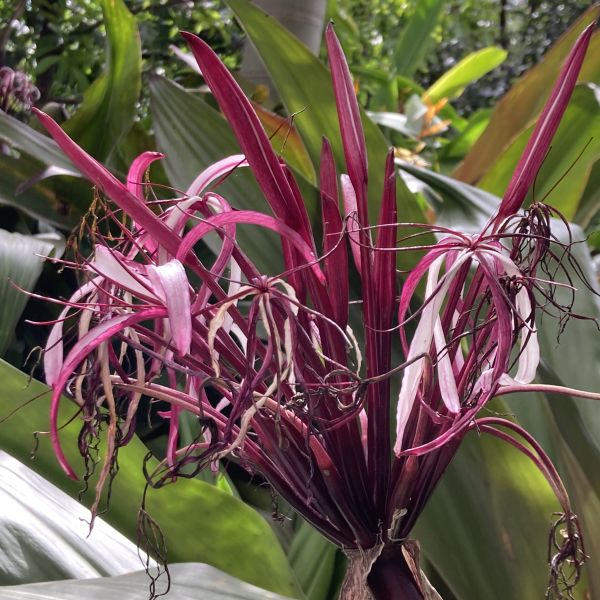 Crinum asiaticum | Poison lily | Poison bulb - Garden plants