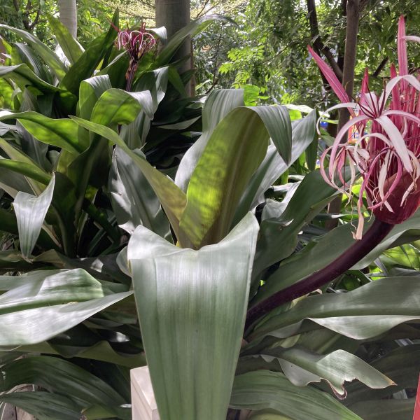 Crinum asiaticum | Poison lily | Poison bulb - Garden plants