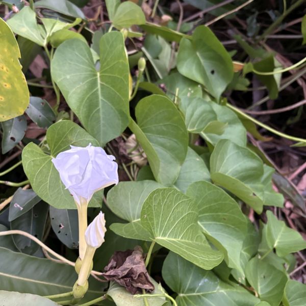 Ipomoea violacea | Beach moonflower - Flowering garden plants