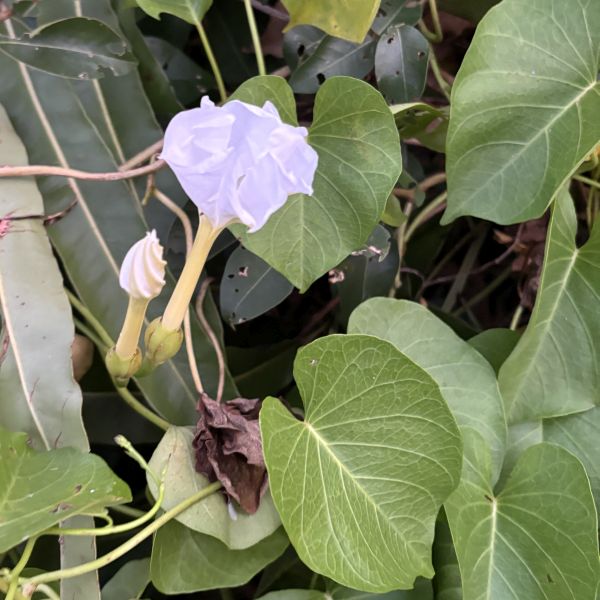 Ipomoea violacea | Beach moonflower - Flowering garden plants
