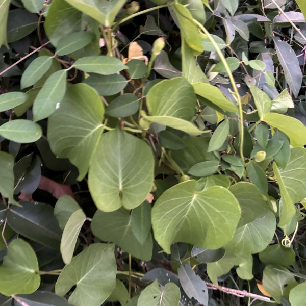 Ipomoea violacea | Beach moonflower - Flowering garden plants