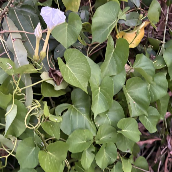 Ipomoea violacea | Beach moonflower - Flowering garden plants