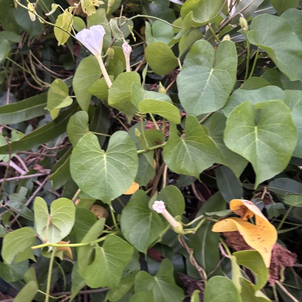 Ipomoea violacea | Beach moonflower - Flowering garden plants