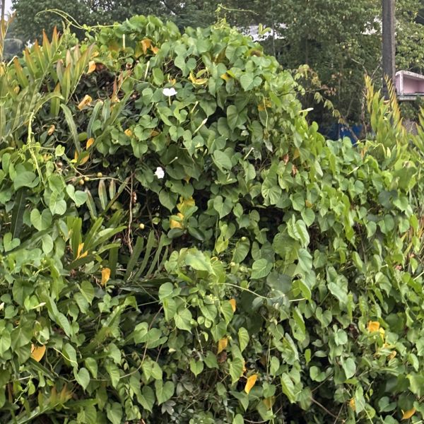 Ipomoea violacea | Beach moonflower - Flowering garden plants