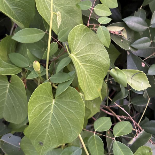 Ipomoea violacea | Beach moonflower - Flowering garden plants