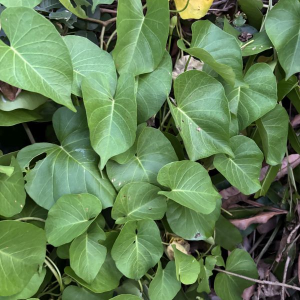 Ipomoea violacea | Beach moonflower - Flowering garden plants