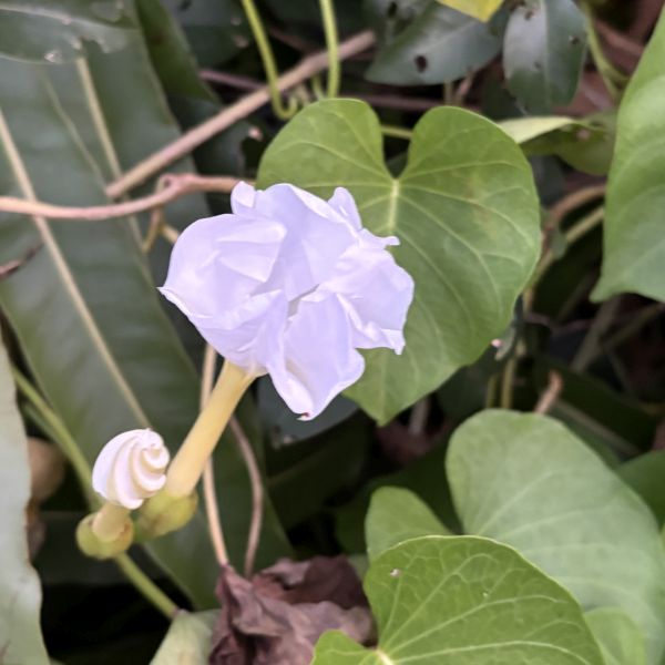 Ipomoea violacea | Beach moonflower - Flowering garden plants