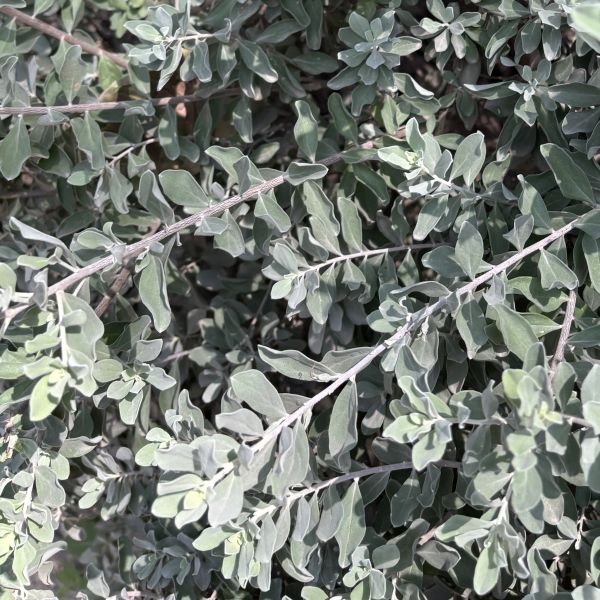 Leucophyllum frutescens | Texas ranger - Flowering plants