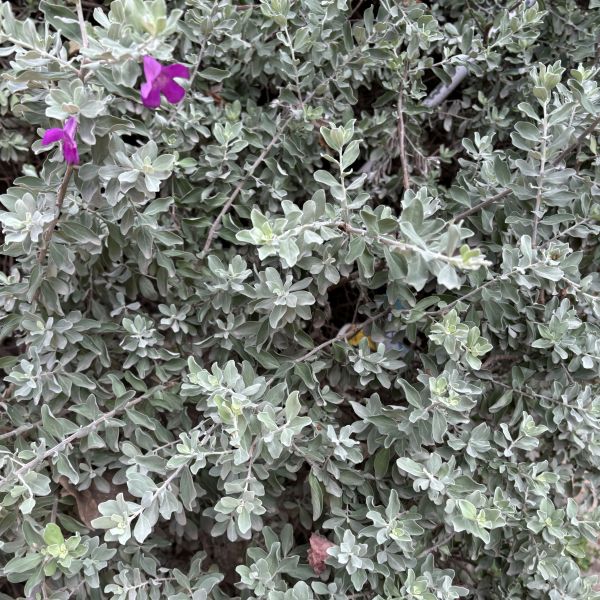 Leucophyllum frutescens | Texas ranger - Flowering plants
