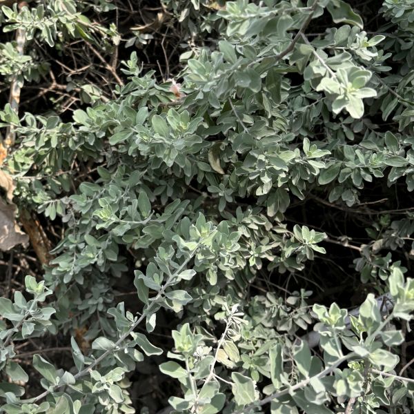 Leucophyllum frutescens | Texas ranger - Flowering plants