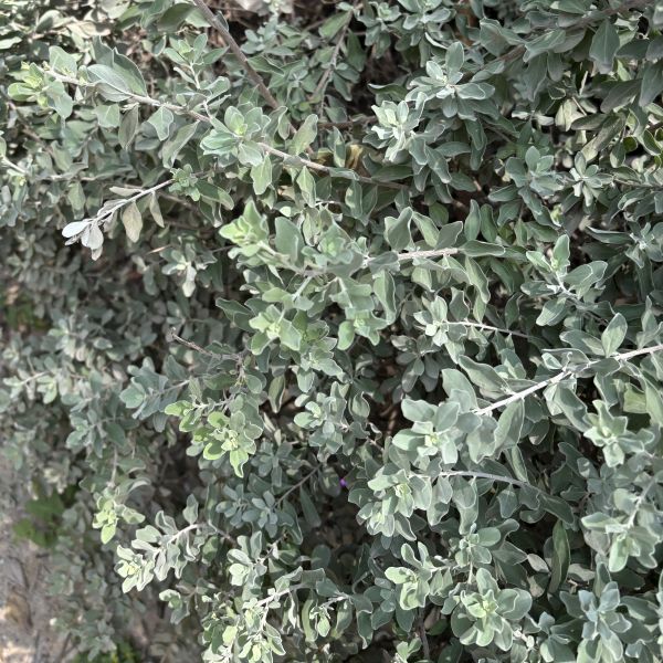 Leucophyllum frutescens | Texas ranger - Flowering plants