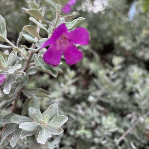 Leucophyllum frutescens | Texas ranger - Flowering plants