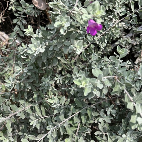 Leucophyllum frutescens | Texas ranger - Flowering plants