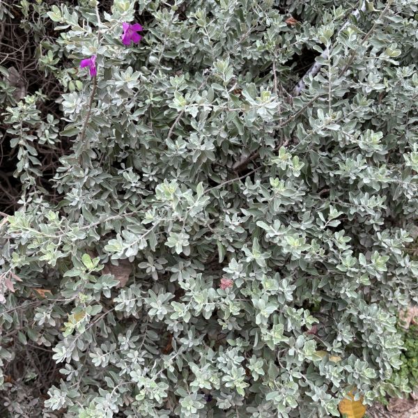 Leucophyllum frutescens | Texas ranger - Flowering plants