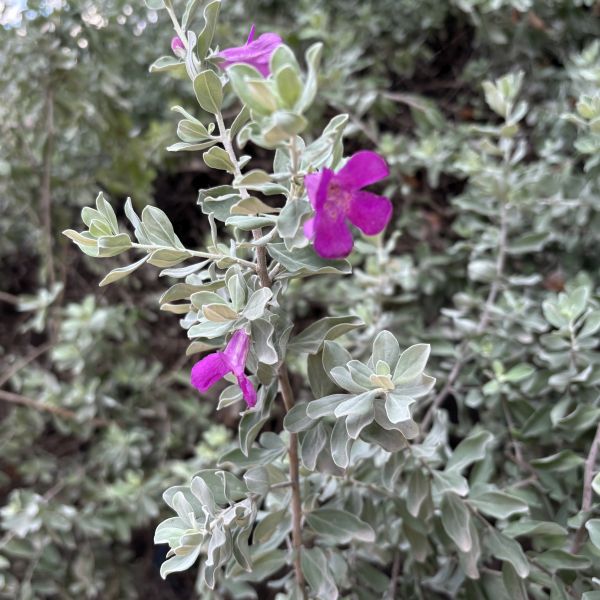 Leucophyllum frutescens | Texas ranger - Flowering plants