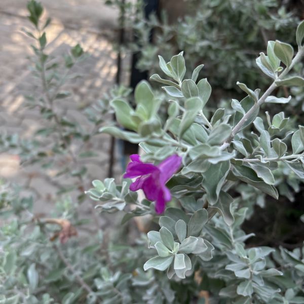 Leucophyllum frutescens | Texas ranger - Flowering plants