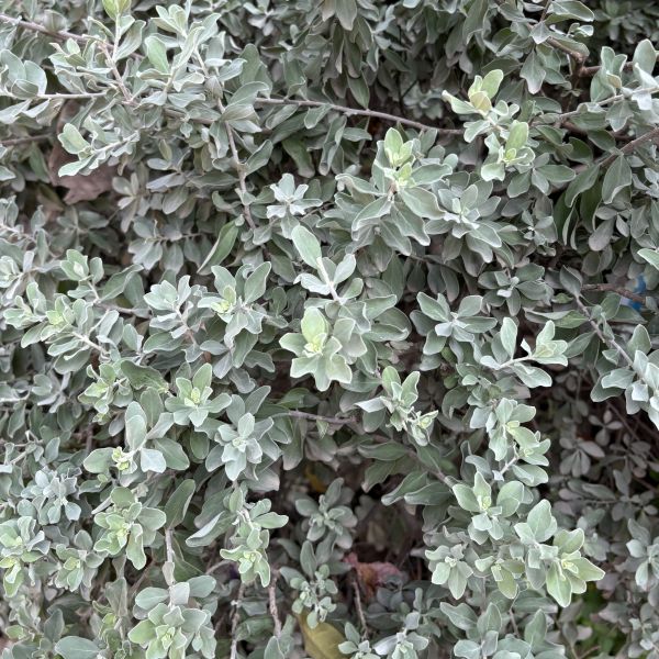 Leucophyllum frutescens | Texas ranger - Flowering plants