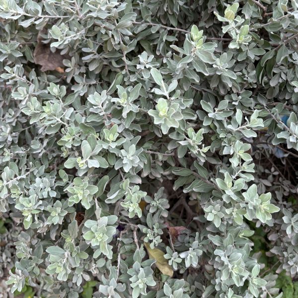 Leucophyllum frutescens | Texas ranger - Flowering plants