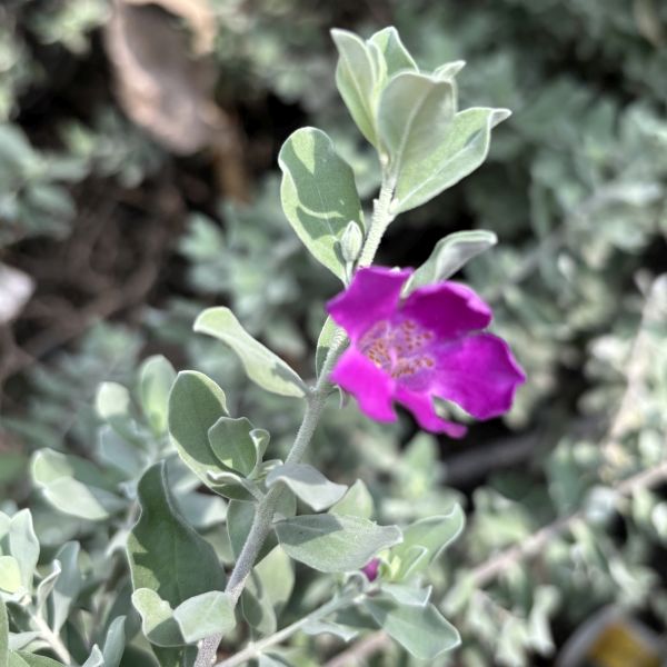 Leucophyllum frutescens | Texas ranger - Flowering plants