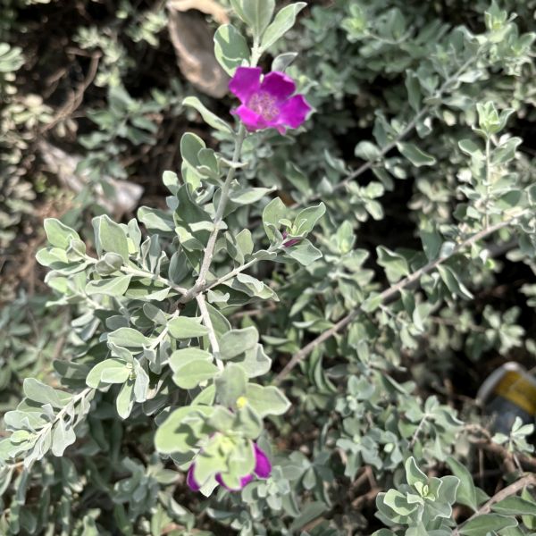 Leucophyllum frutescens | Texas ranger - Flowering plants